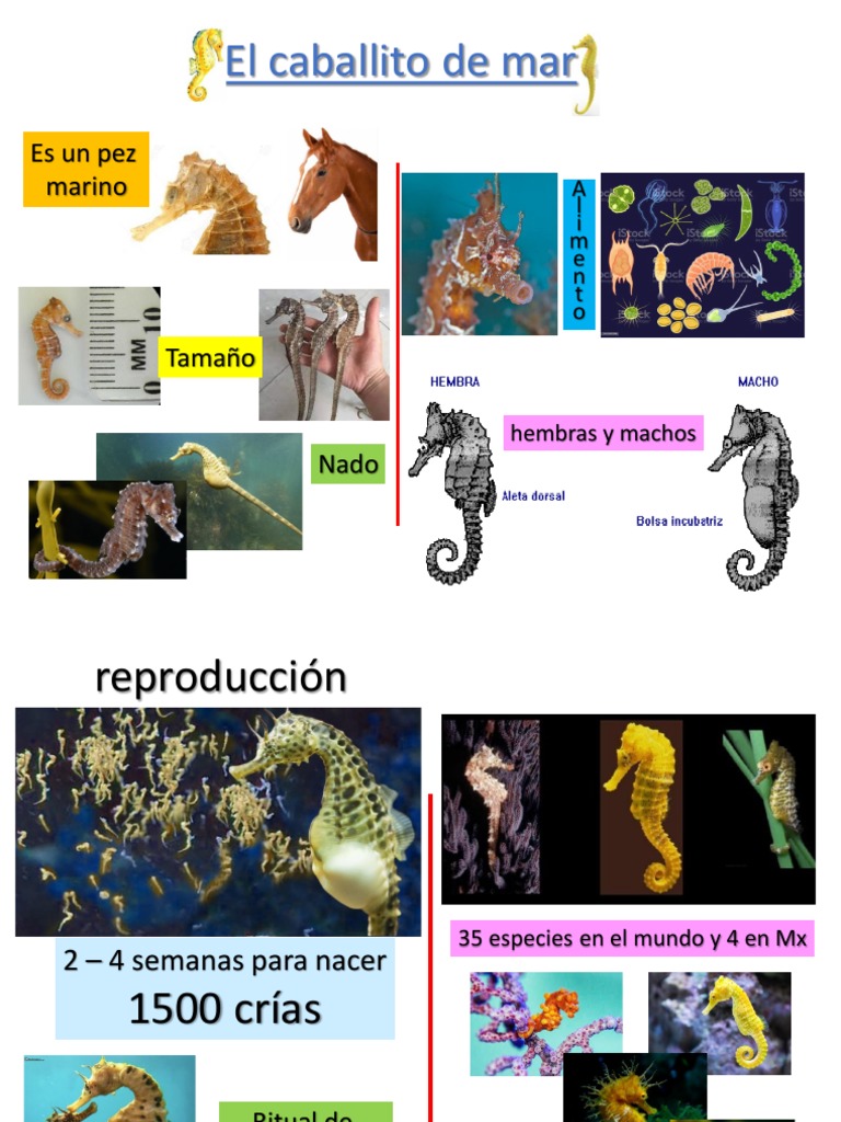 Caballito de mar | PDF