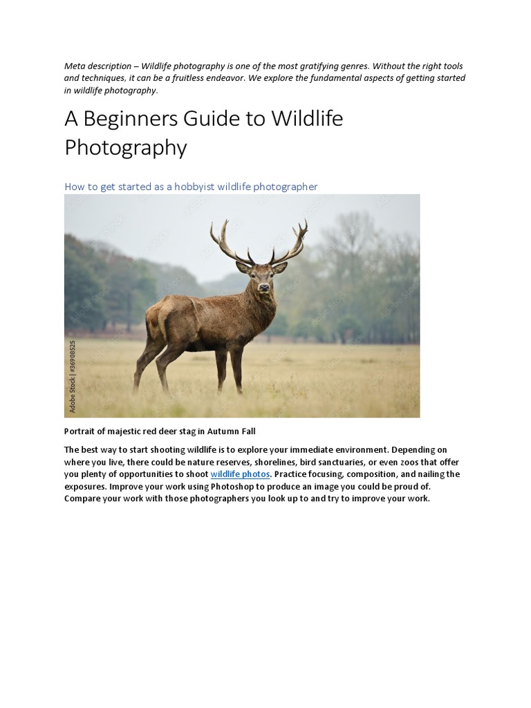 A Beginners Guide To Wildlife Photography | PDF | Camera Lens | Camera
