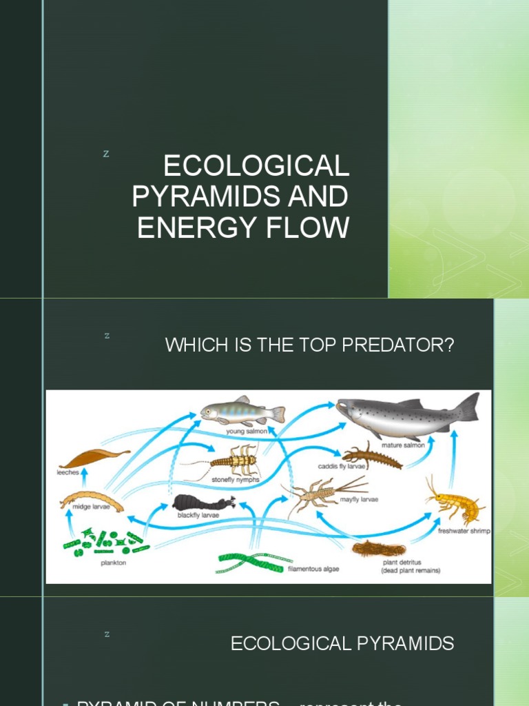 Ecological Pyramid | PDF