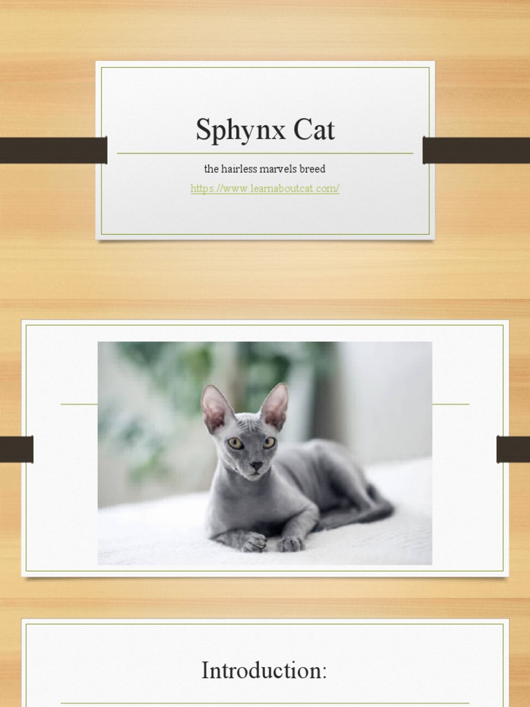 Sphynx Cat The Hairless Marvels Breed | PDF