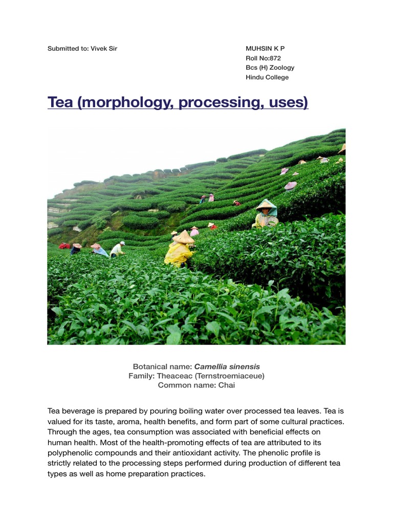 Botany Assignment MUHSIN K P - 872 | PDF | Tea | Drink