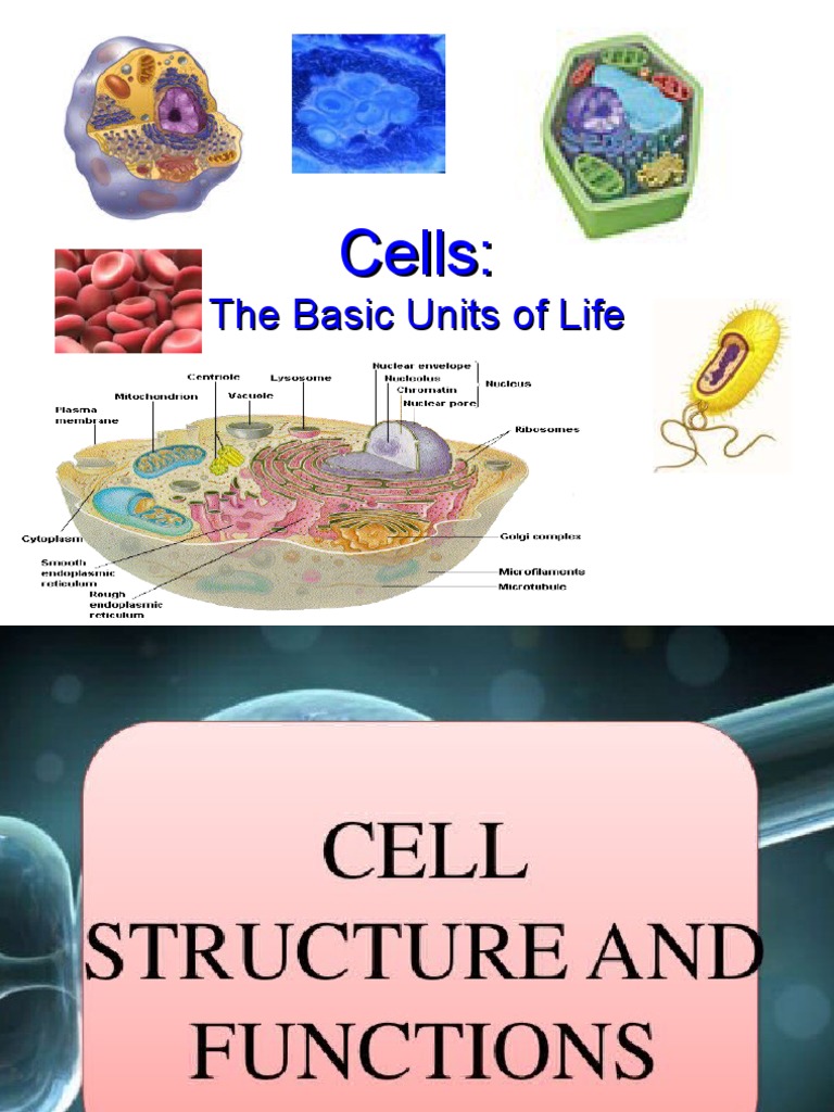 Components of Cell | Download Free PDF | Cell (Biology) | Endoplasmic ...