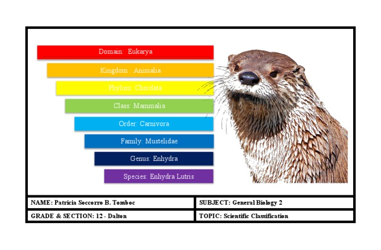 Scientific Classification | PDF