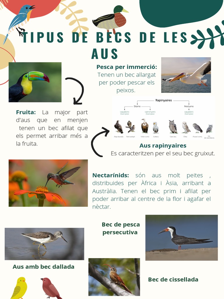 Tipus de Becs de Les Aus, Martina, Ayla, Vinyet, Júlia I Carla | PDF