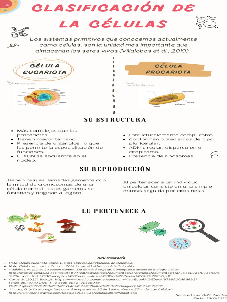 Clasificación de Las Células | PDF | Biología Celular) | Eucariotas