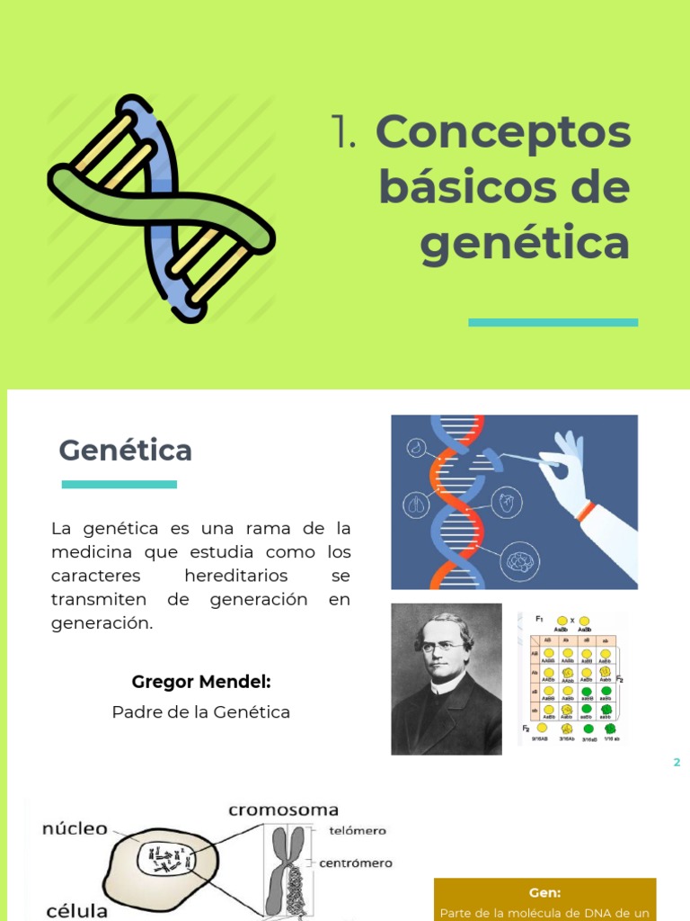 Genética 1. Conceptos Básicos de Genética | PDF | Cigosidad | Gene