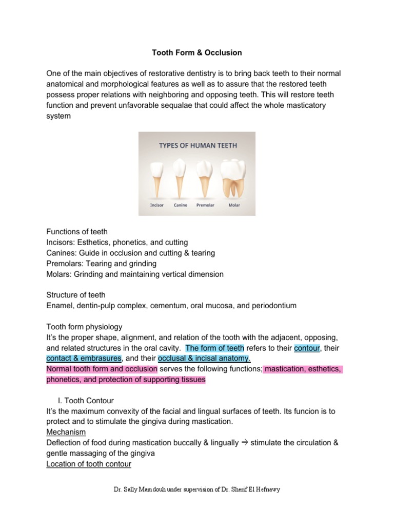 Tooth Form Occlusion | PDF | Tooth | Periodontology