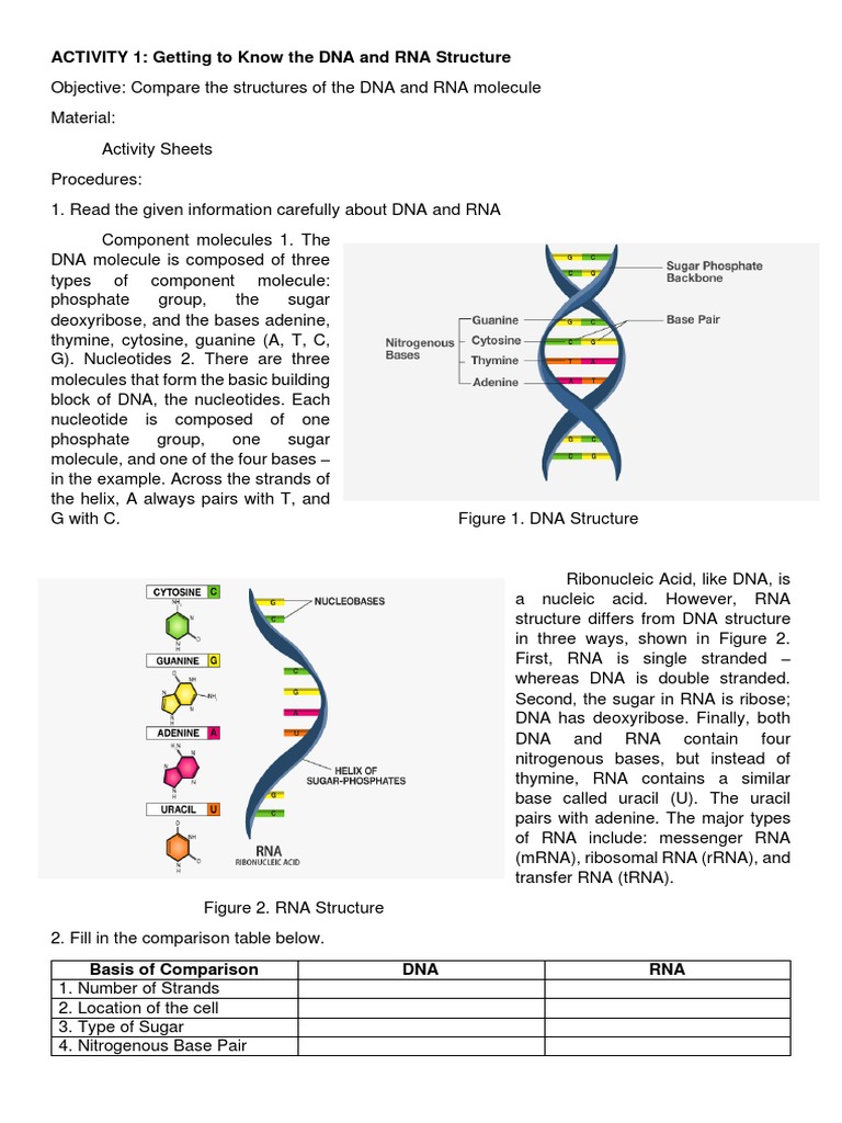 Comparing DNA and RNA Structures | PDF