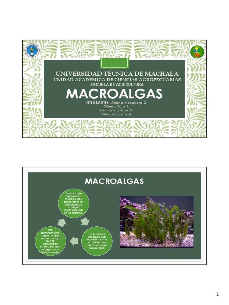 1-A - G2 - MACROALGAS | PDF | Algas | Aminoácidos