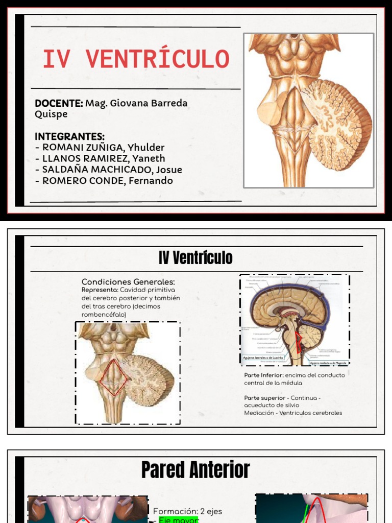Anatomía del IV Ventrículo Cerebral | PDF | Médula espinal | Sistema ...