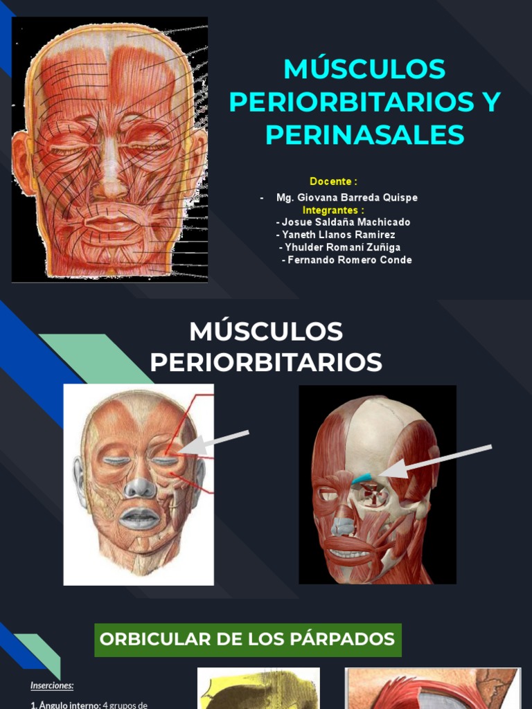 Musculos Periorbitarios y Perinasales | PDF | Cabeza y cuello humanos ...