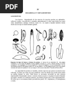 Tipos de Larvas en Insectos | PDF | Crisálida | Insectos