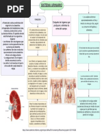 Infografía del sistema excretor (1) | PDF | Sistema urinario | Riñón