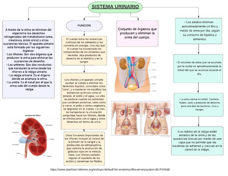 Sistema Urinario | PDF | Orina | Sistema urinario