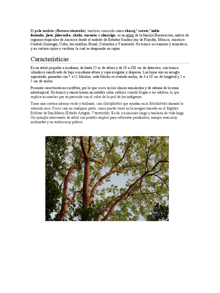 Características: Desnudo, Jiote, Jiñocuabo, Chaká, Encuero o Almácigo ...