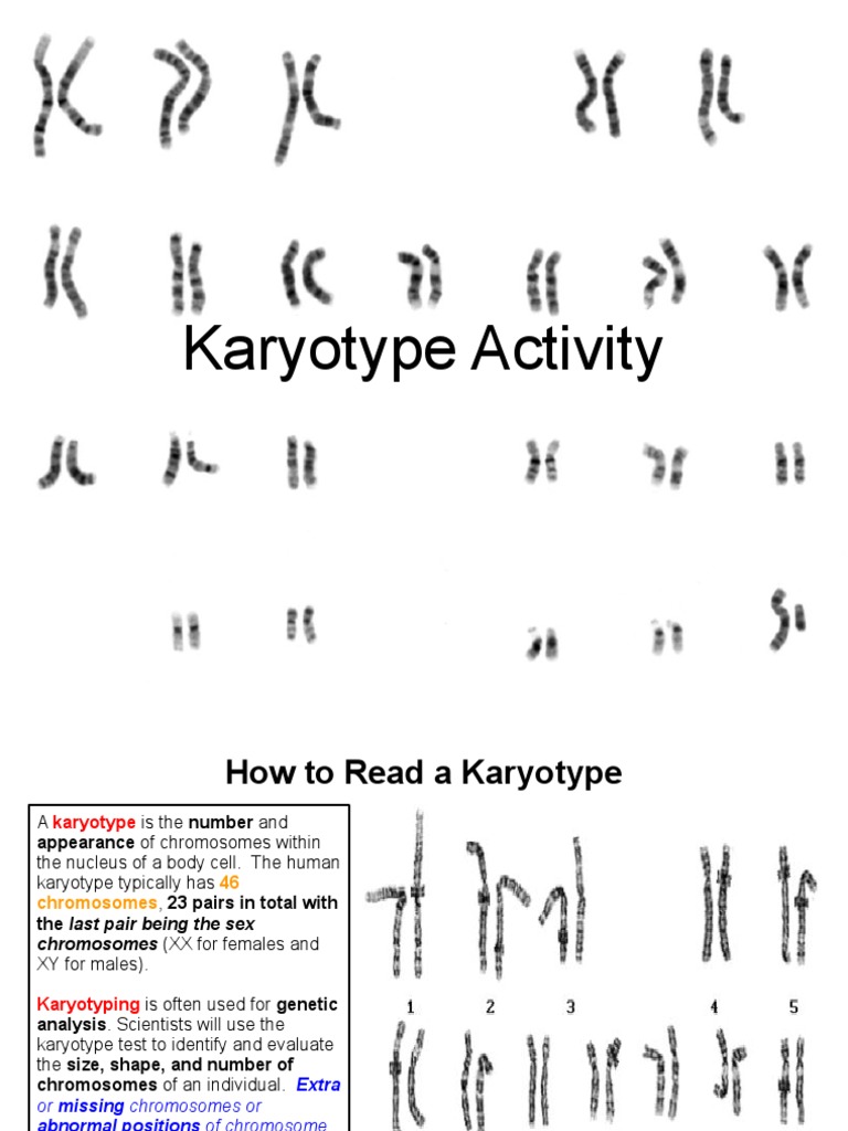 Karyotype Activity Slide Show | PDF