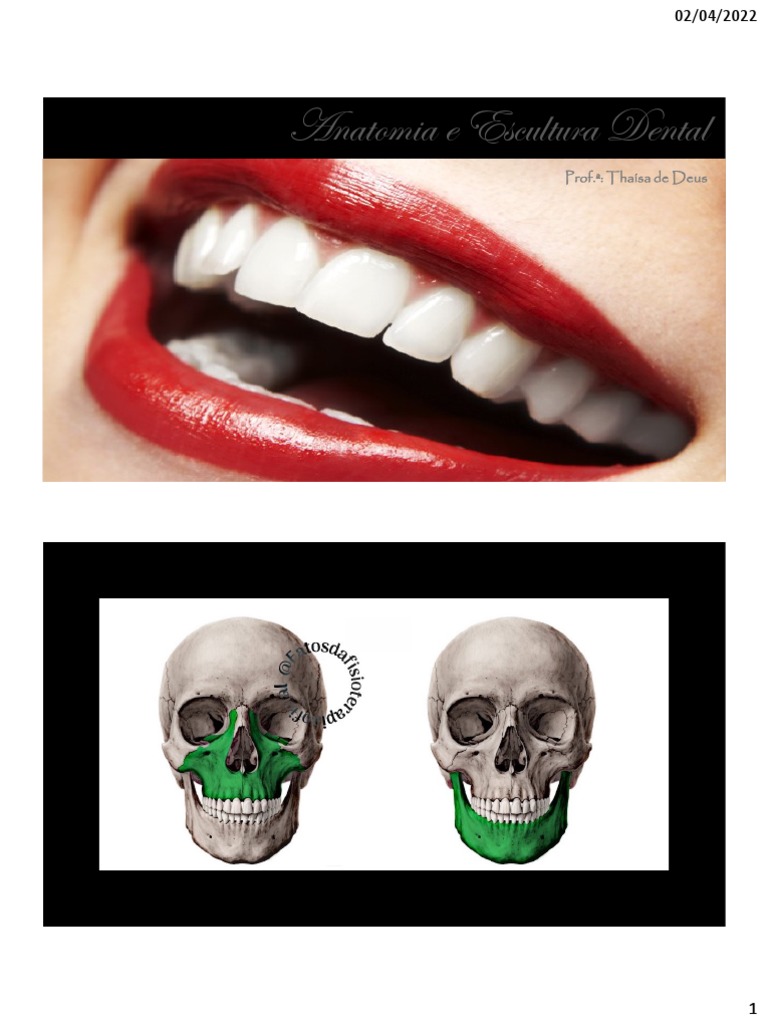 Anatomia e Escultura Dental | PDF | Dente | Dentina