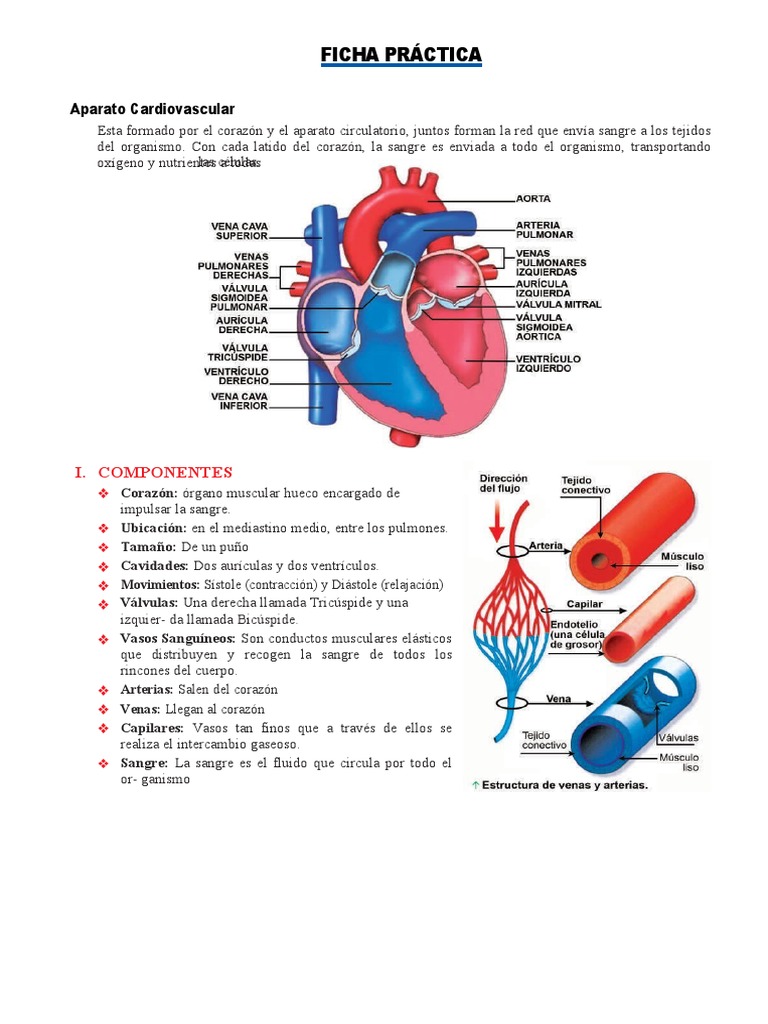 Aparato Cardiovascular Para Cuarto De Primaria Pdf Sistema