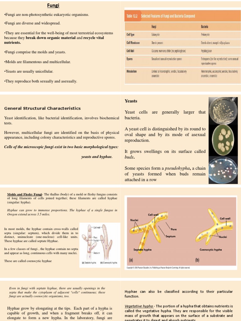 Fungi | PDF | Fungus | Mold