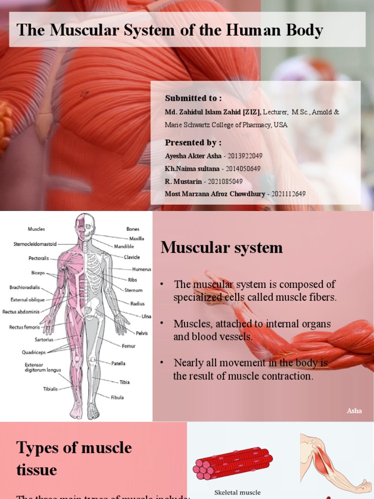 Anatomy Muscular System | PDF | Skeletal Muscle | Skeleton