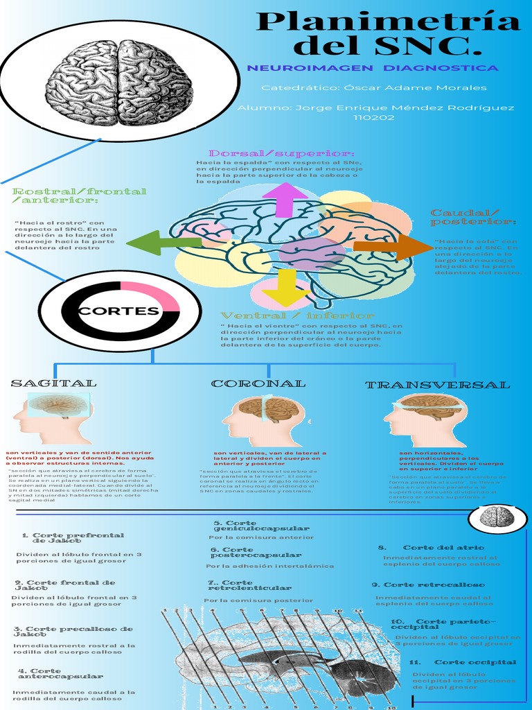 Mapa Mental Planimetría de SNC | PDF | Términos anatómicos de ubicación ...