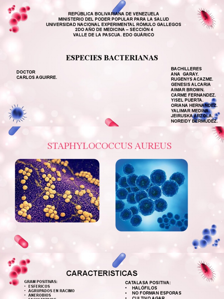 Staphy Lococcos | PDF | Staphylococcus Aureus | Causas de la muerte