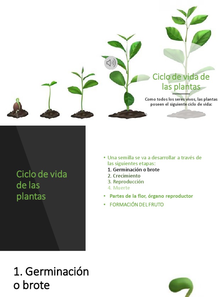 Ciclo de Vida de Las Plantas | PDF