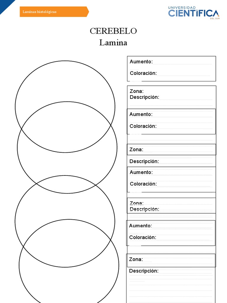 Plantilla - Histología | PDF | Patología | Especialidades Medicas