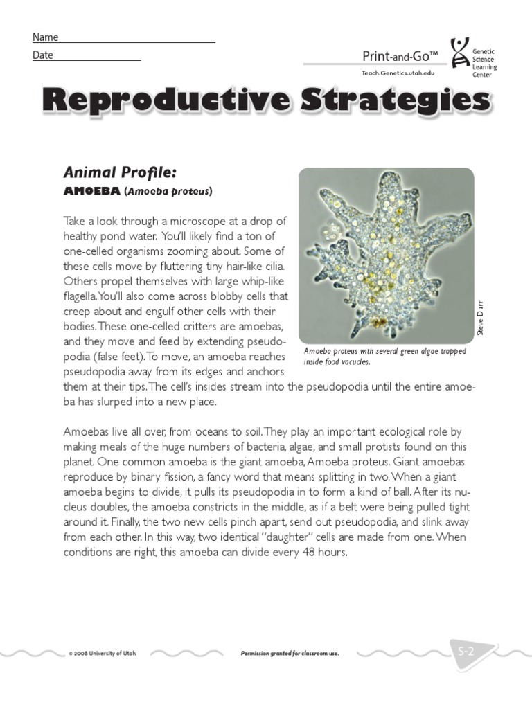 Reproductive Strategies | PDF | Grizzly Bear | Organisms