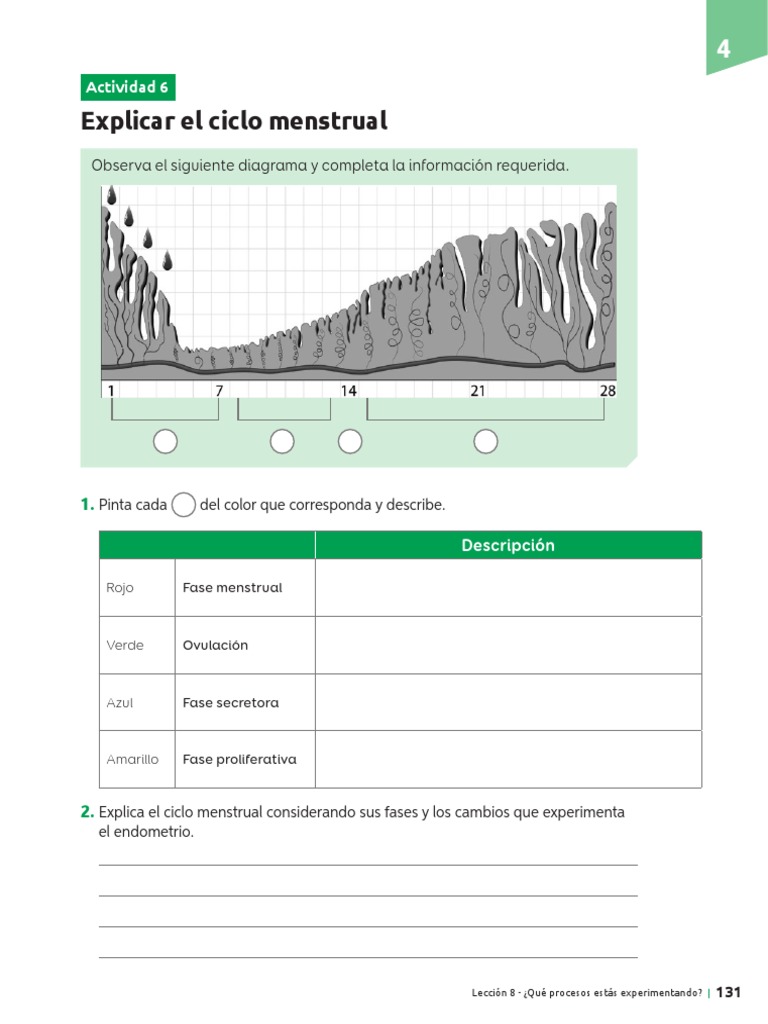 Ciclo Menstrual | PDF