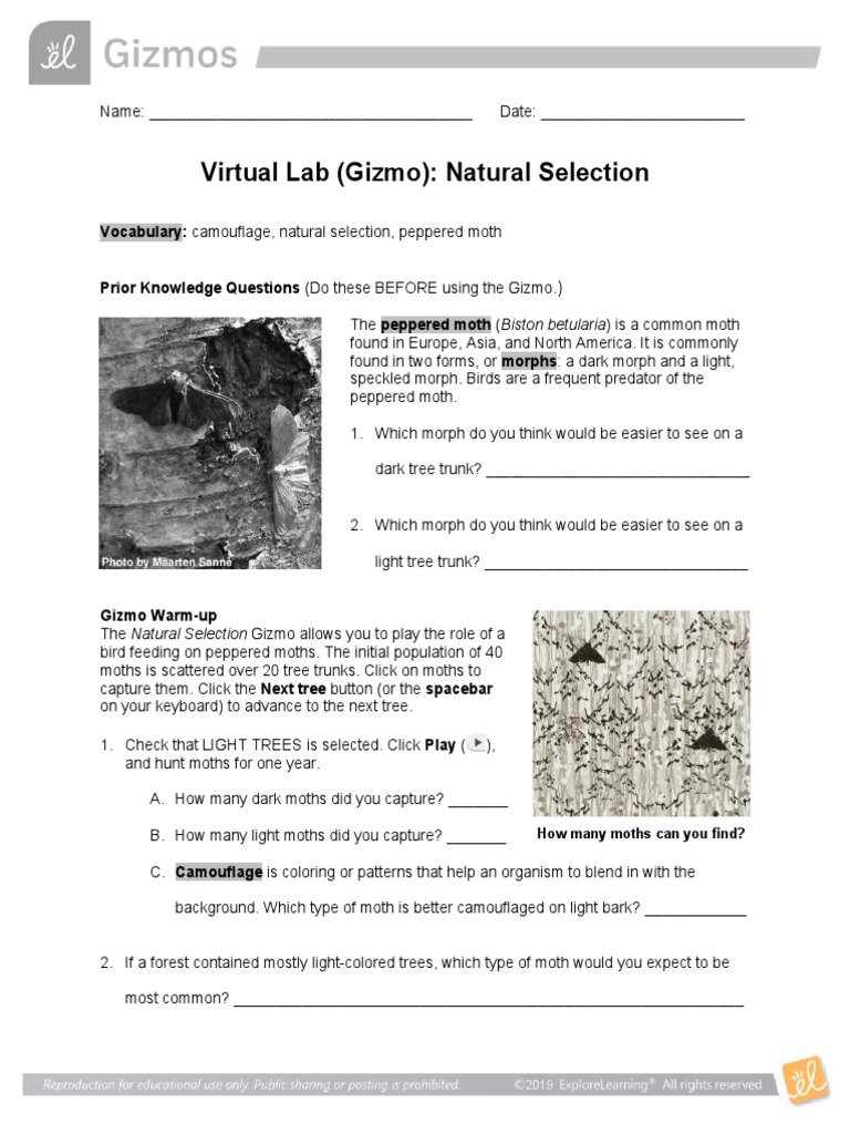Virtual Lab - Natural Selection | PDF