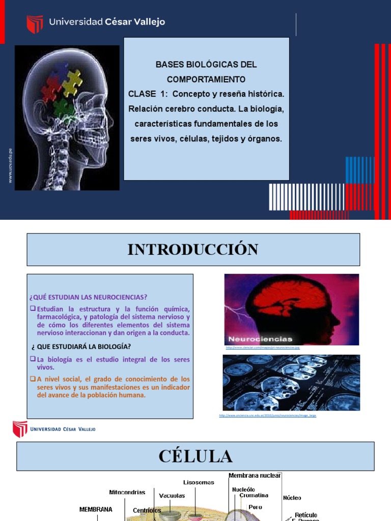 Bases 1 | PDF | Cerebro | Corteza cerebral