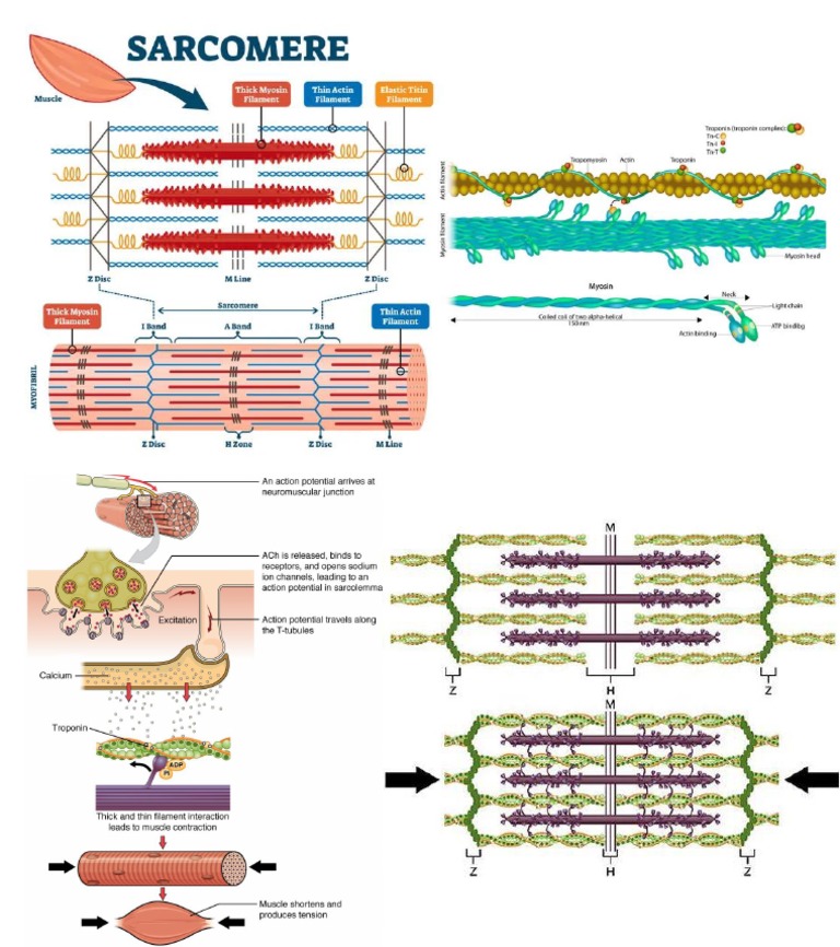 sarcomero | PDF