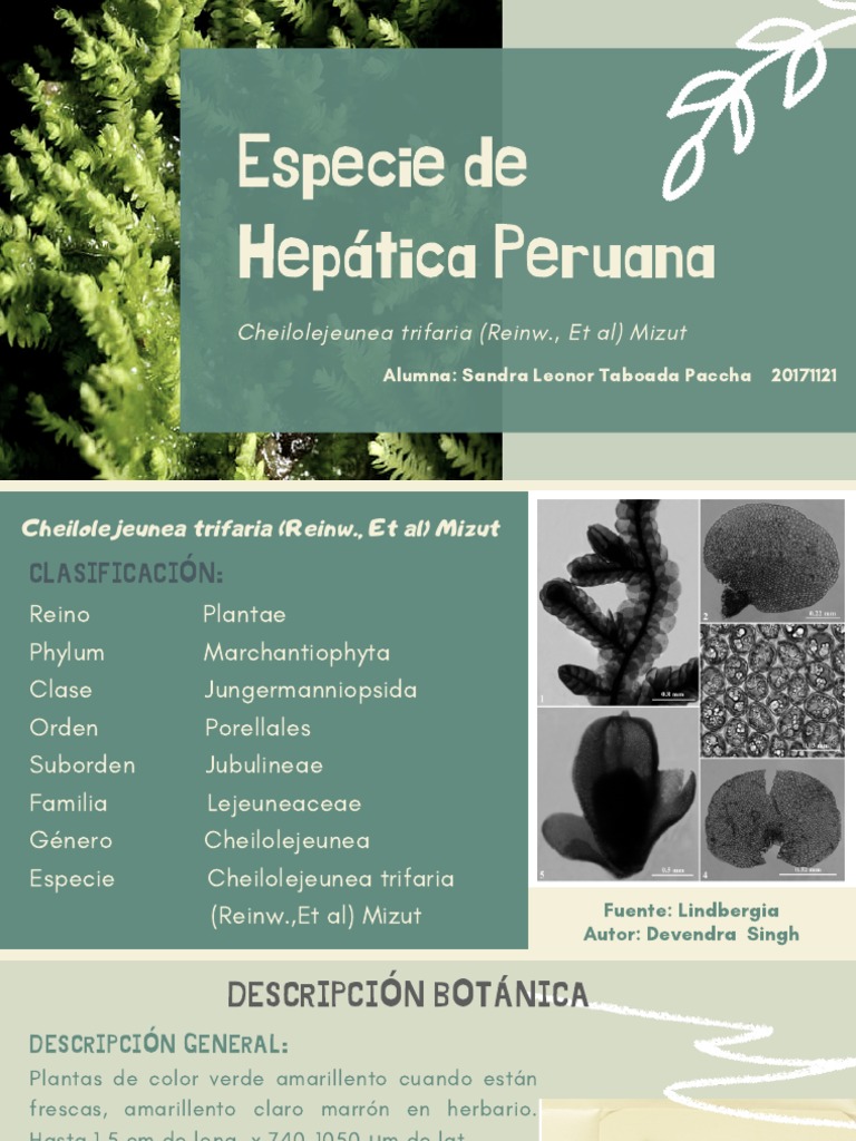 Especie de hepatica peruana | PDF | Tallo de la planta | Ramas de la ...