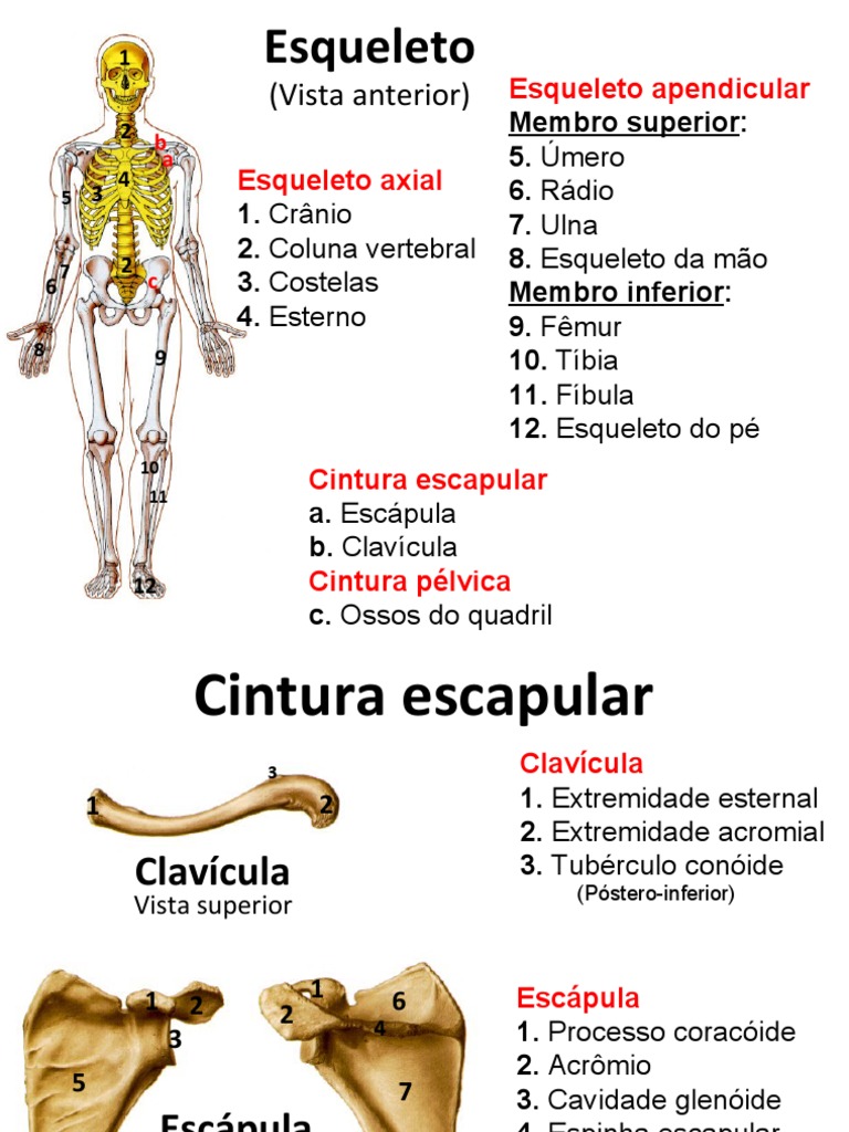 Esqueleto Apendicular | PDF | Pélvis | Anatomia humana