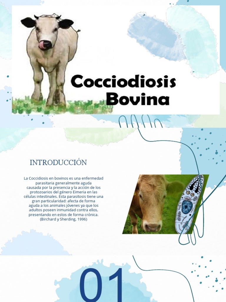 Coccidiosis Bovina | PDF | Diarrea | Heces