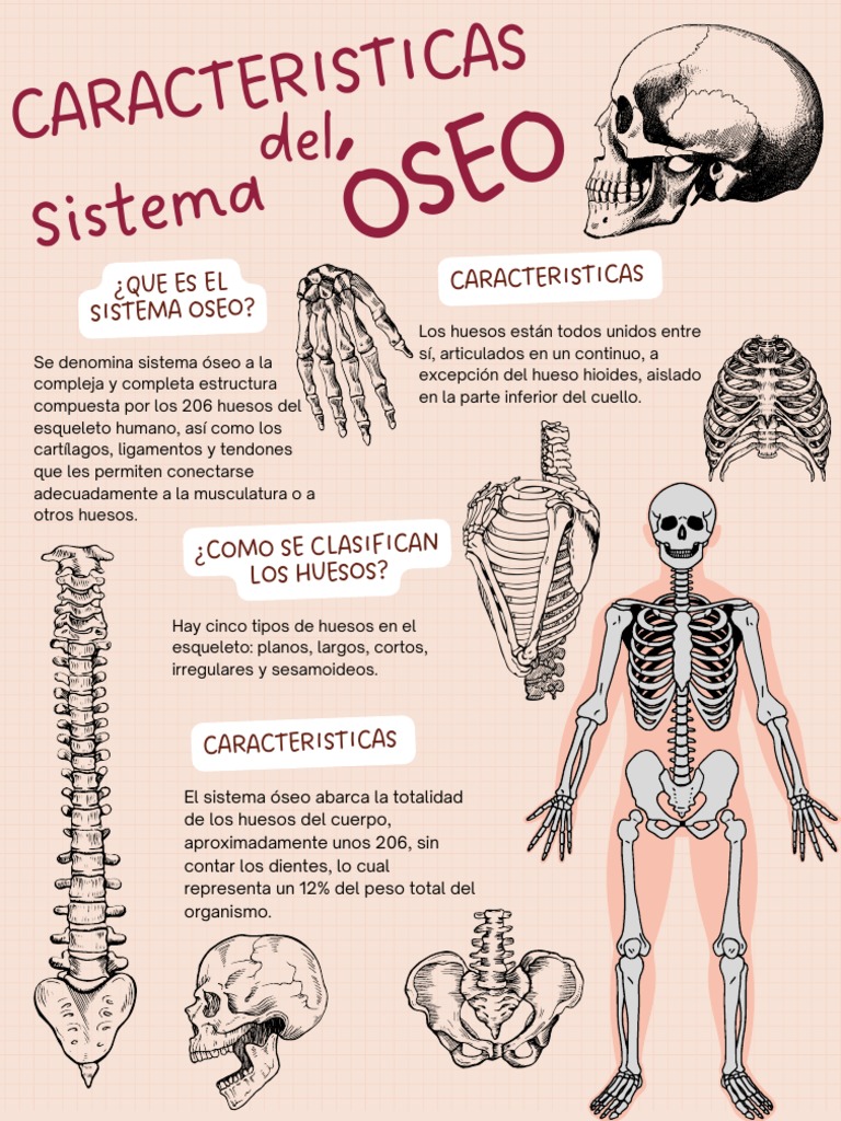 Características del Sistema Óseo | PDF | Esqueleto | Hueso