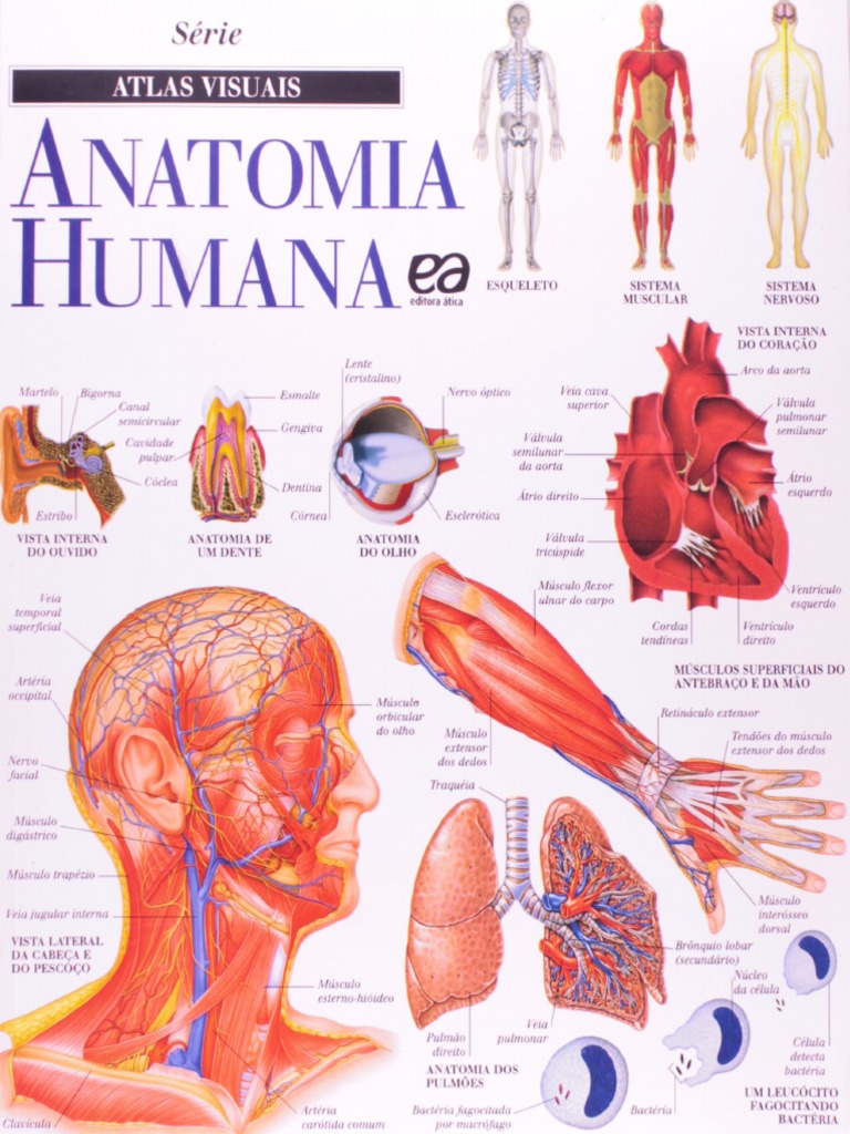 Resumo de Anatomia Humana: Atlas Visual | PDF