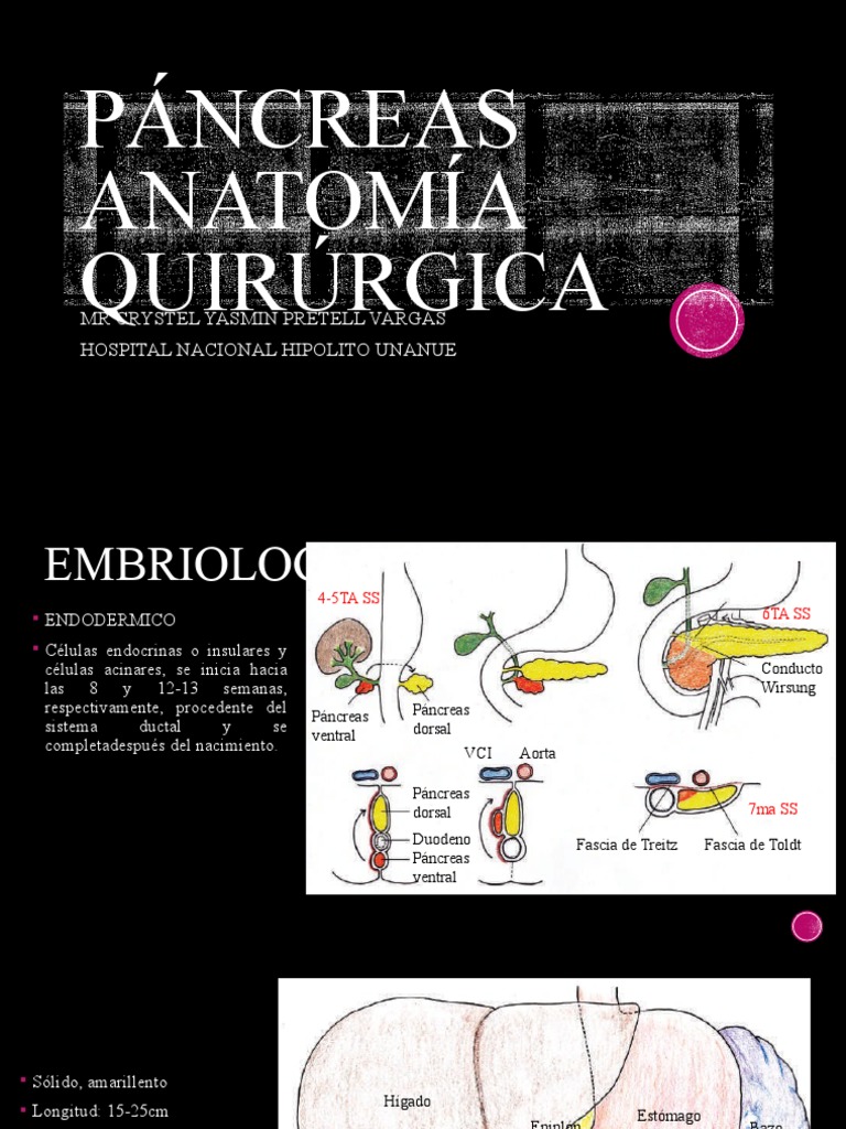 Anatomía Quirúrgica del Páncreas | PDF