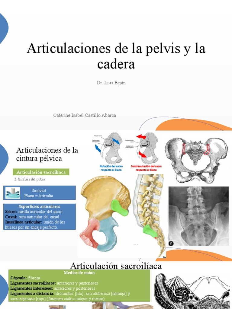 Articulaciones de La Pelvis y La Cadera | PDF | Articulación | Pelvis