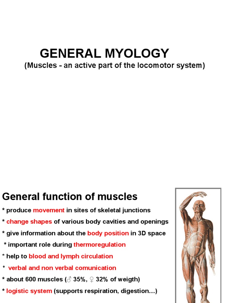 General Myology | PDF | Abdomen | Skeletal Muscle
