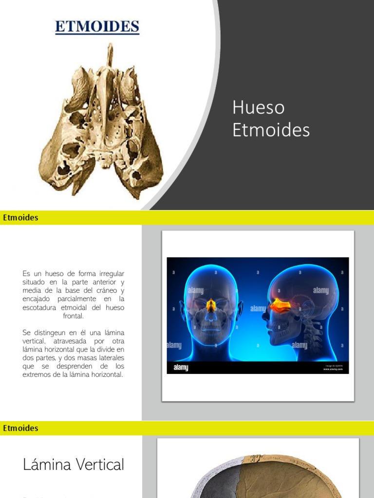 Hueso Etmoides | PDF | Cabeza y cuello humanos | Anatomía humana