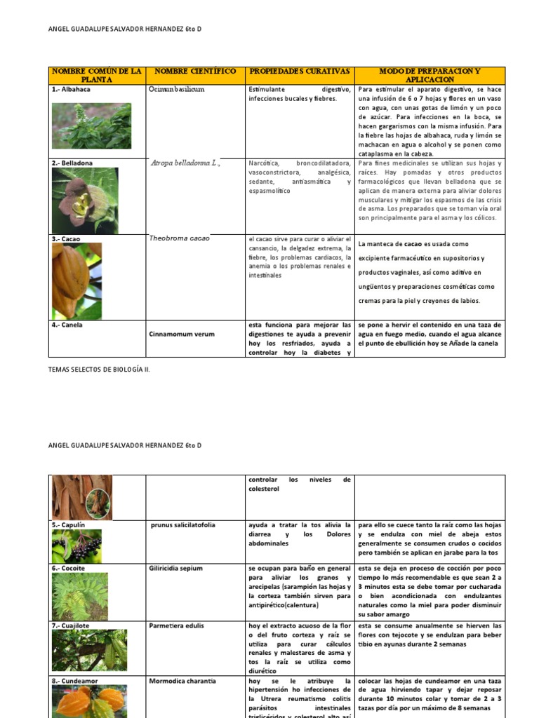 Actividad 14. Tabla de Plantas Medicinales de Tabasco | PDF | Té ...