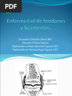 Tendón Normal y Patológico | PDF | Tendón | Anatomía