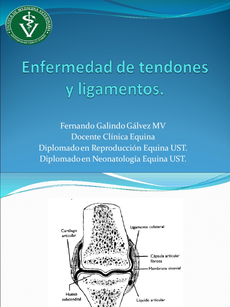Tendon | PDF | Tendón | La matriz extracelular