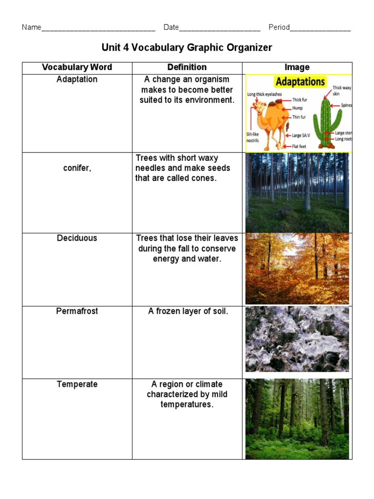 Unit 4 Vocabulary Graphic Organizer | PDF