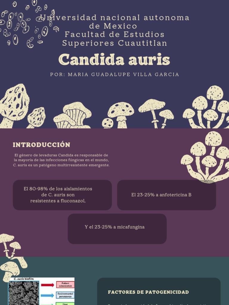 C Auris | PDF | Especialidades Medicas | Medicina CLINICA