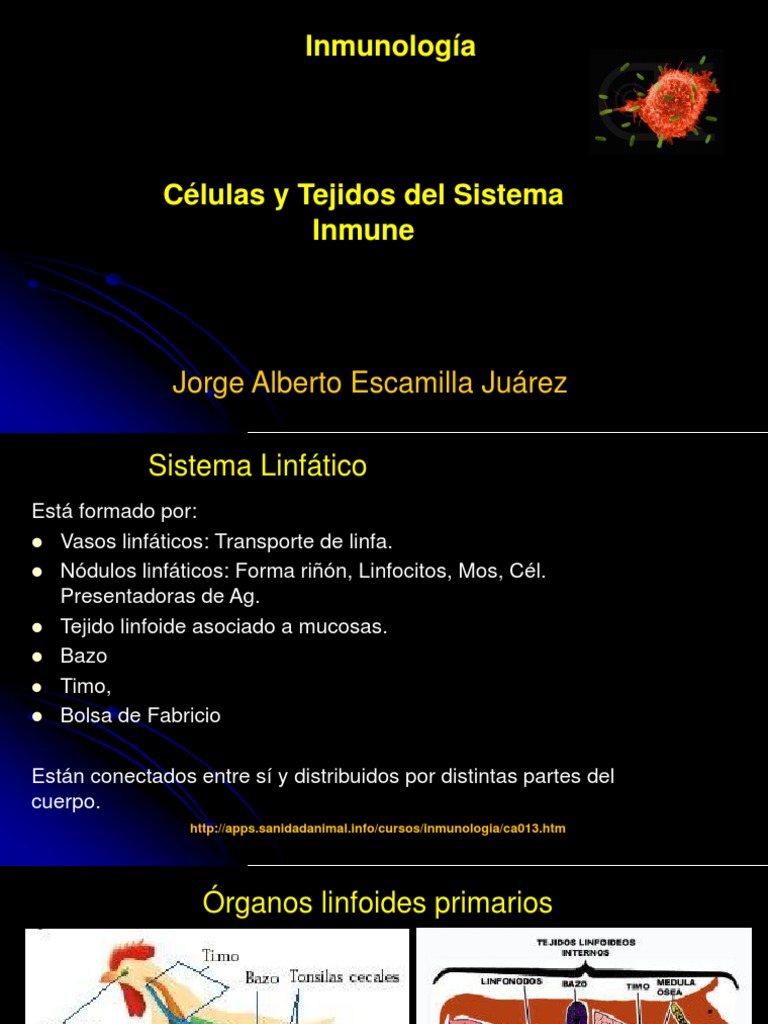 Diapositivas, Células y Tejidos Del Sistema Inmune | PDF | Sistema inmune | Sistema inmune innato
