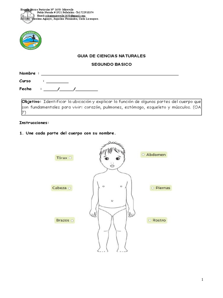 Guia El Cuerpo Humano 2 | PDF