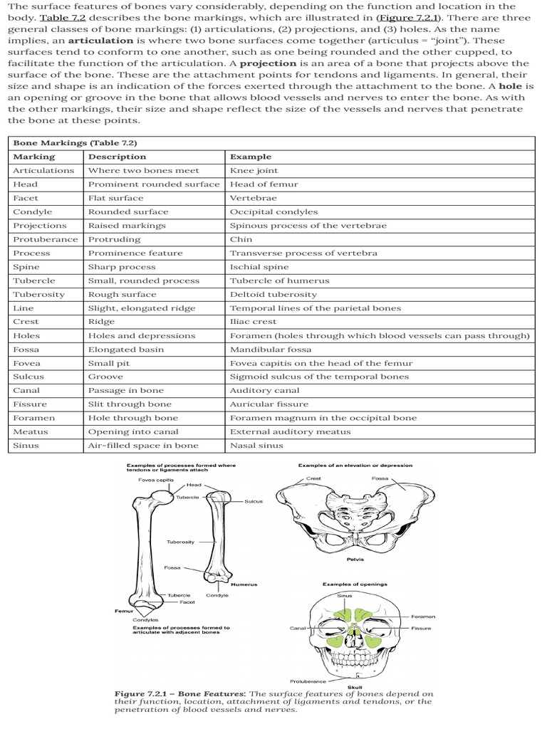 7.2 Bone Markings - Anatomy & Physiology | PDF | Vertebra | Vertebral ...